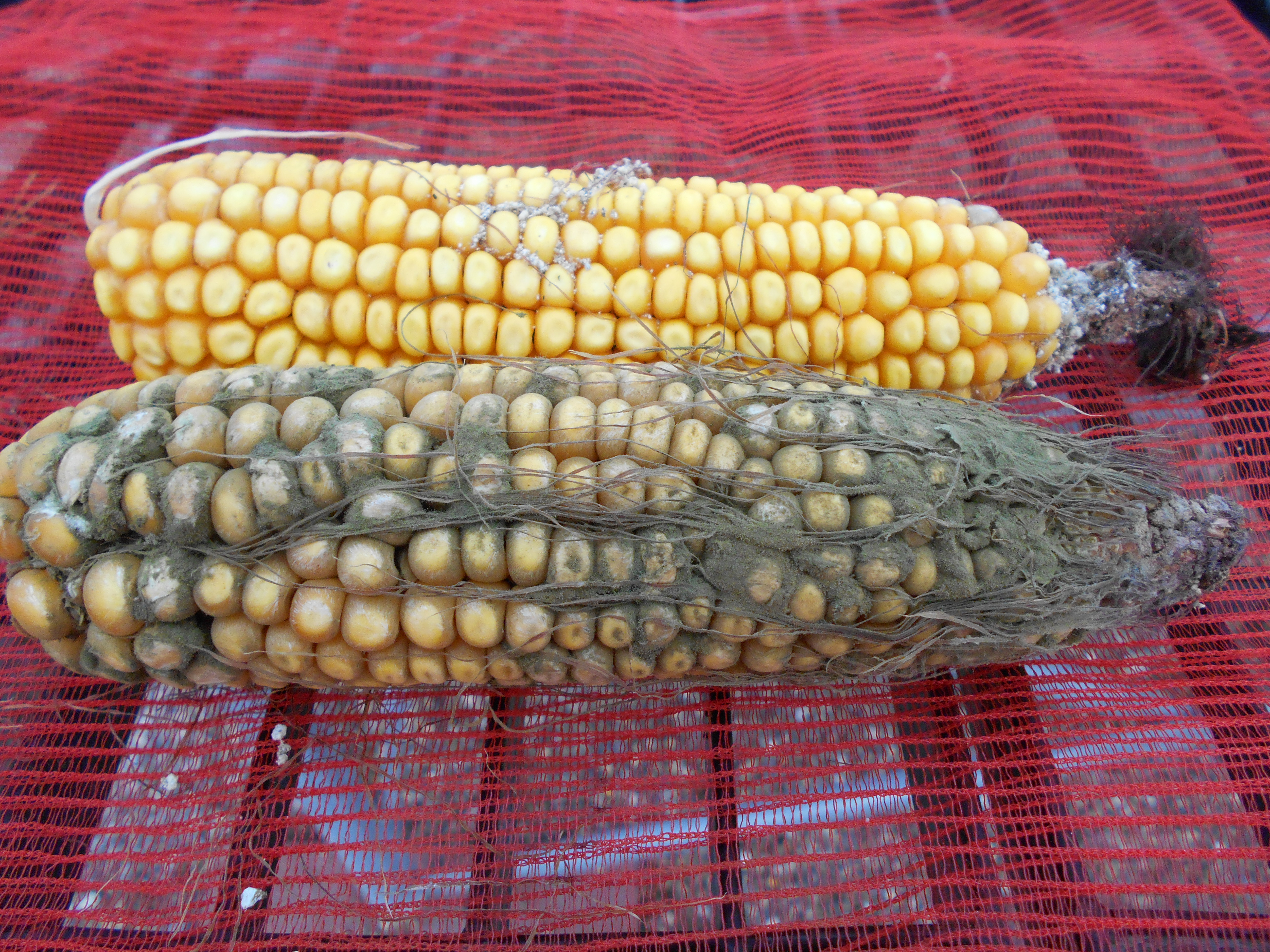 Aflatoxin: What's a Quail Manager to Do? | Caesar Kleberg Wildlife ...