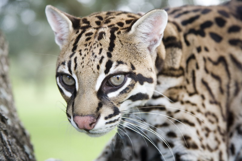 Habitat Fragmentation Impacts Ocelot Mating System | Caesar Kleberg ...