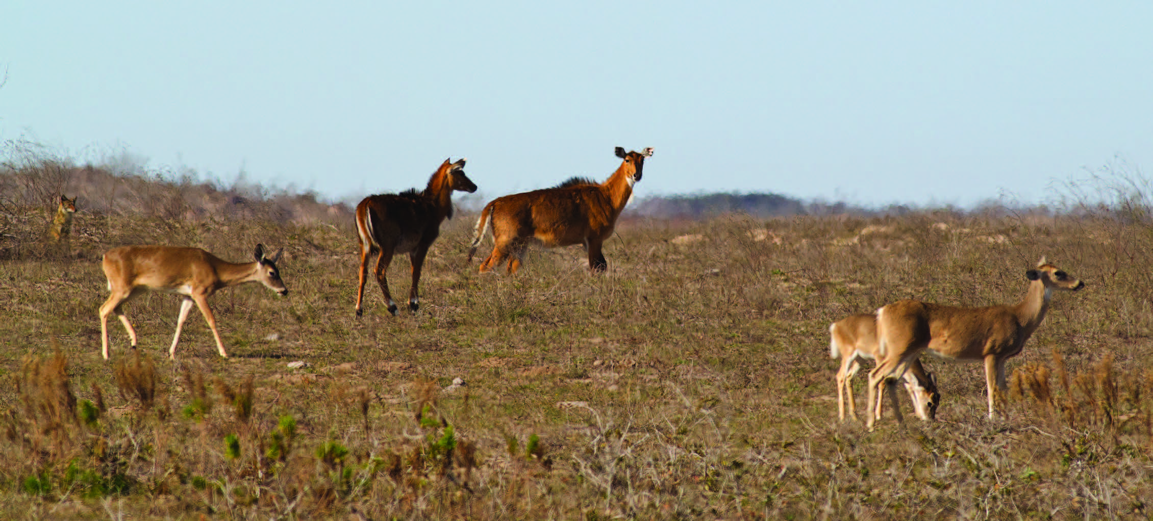 White-tailed Deer, Cattle and Nilgai | Caesar Kleberg Wildlife Research ...