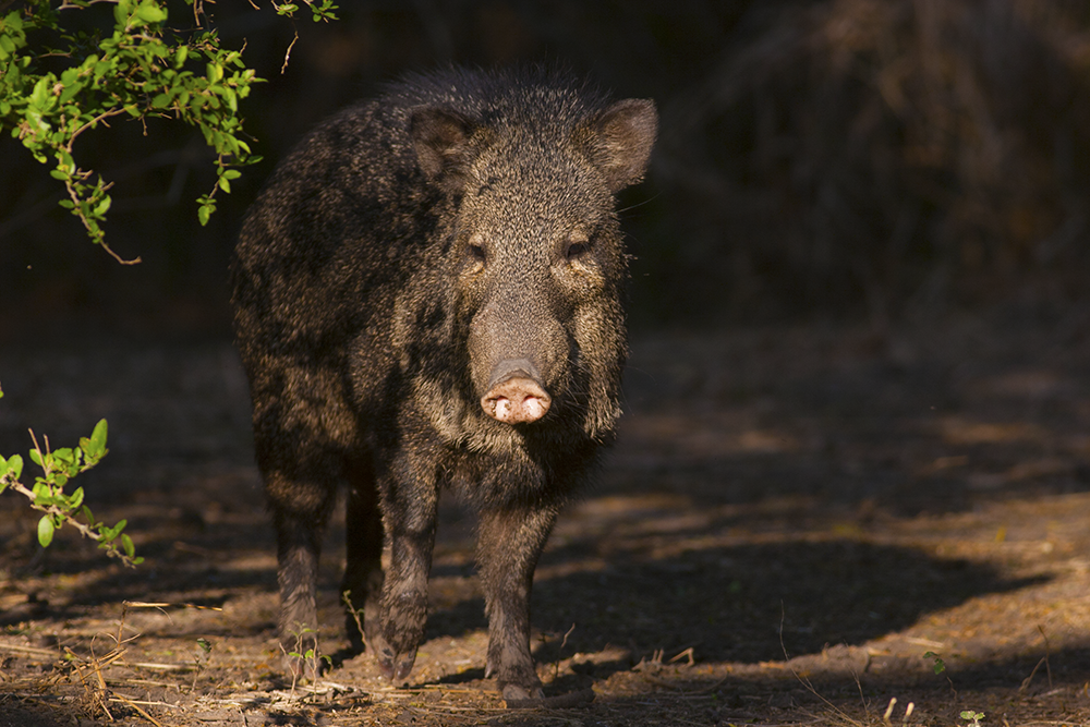 Caesar Kleberg Wildlife Research Institute