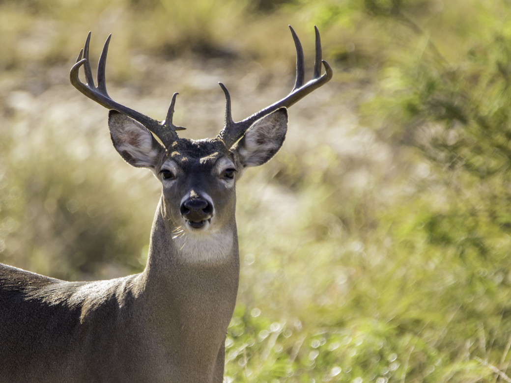 Caesar Kleberg Wildlife Research Institute